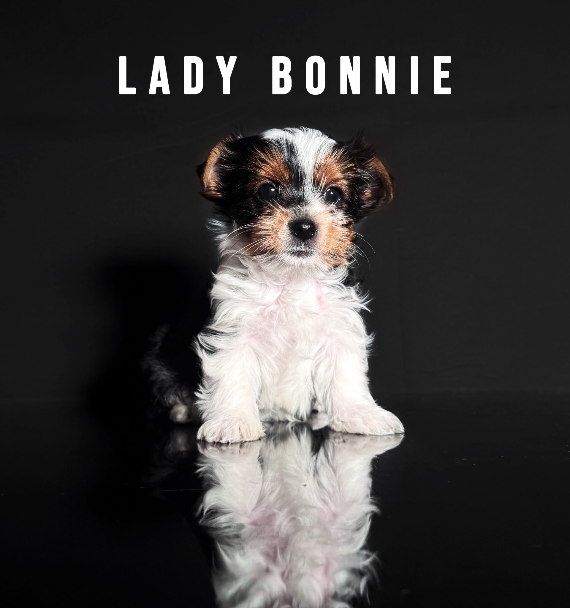 Biewer Terrier Puppy Girl Lady Bonnie - Rocky Mountain Biewer Terriers