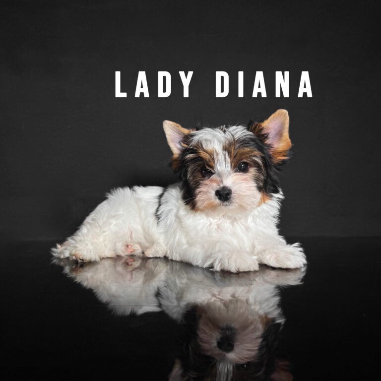 Here are our Available Biewer Puppies