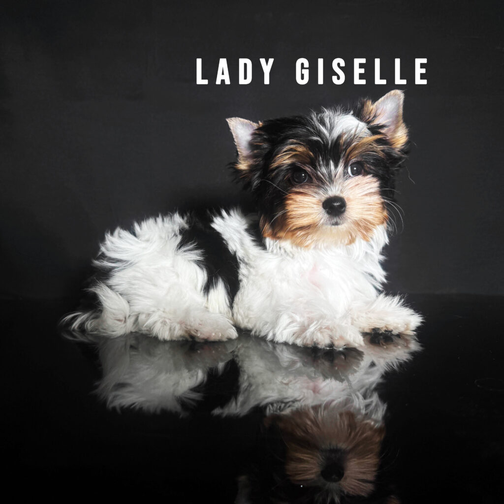 Biewer Terrier Puppy Girl Lady Giselle - Rocky Mountain Biewer Terriers