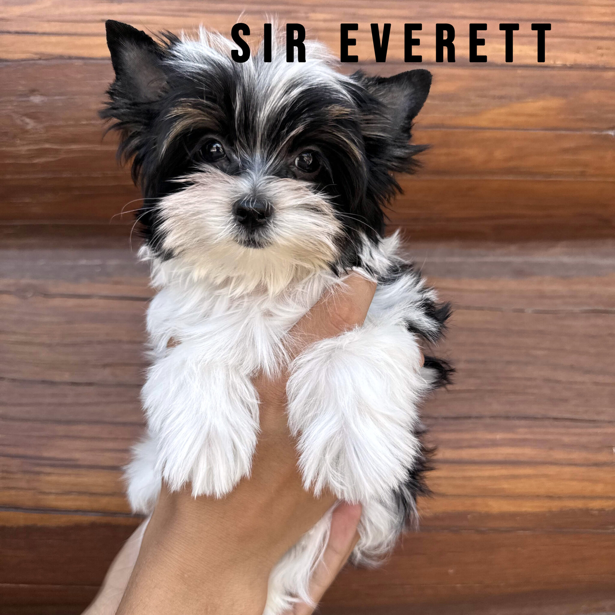 Available Biewer Terrier Puppies - Rocky Mountain Biewer Terriers