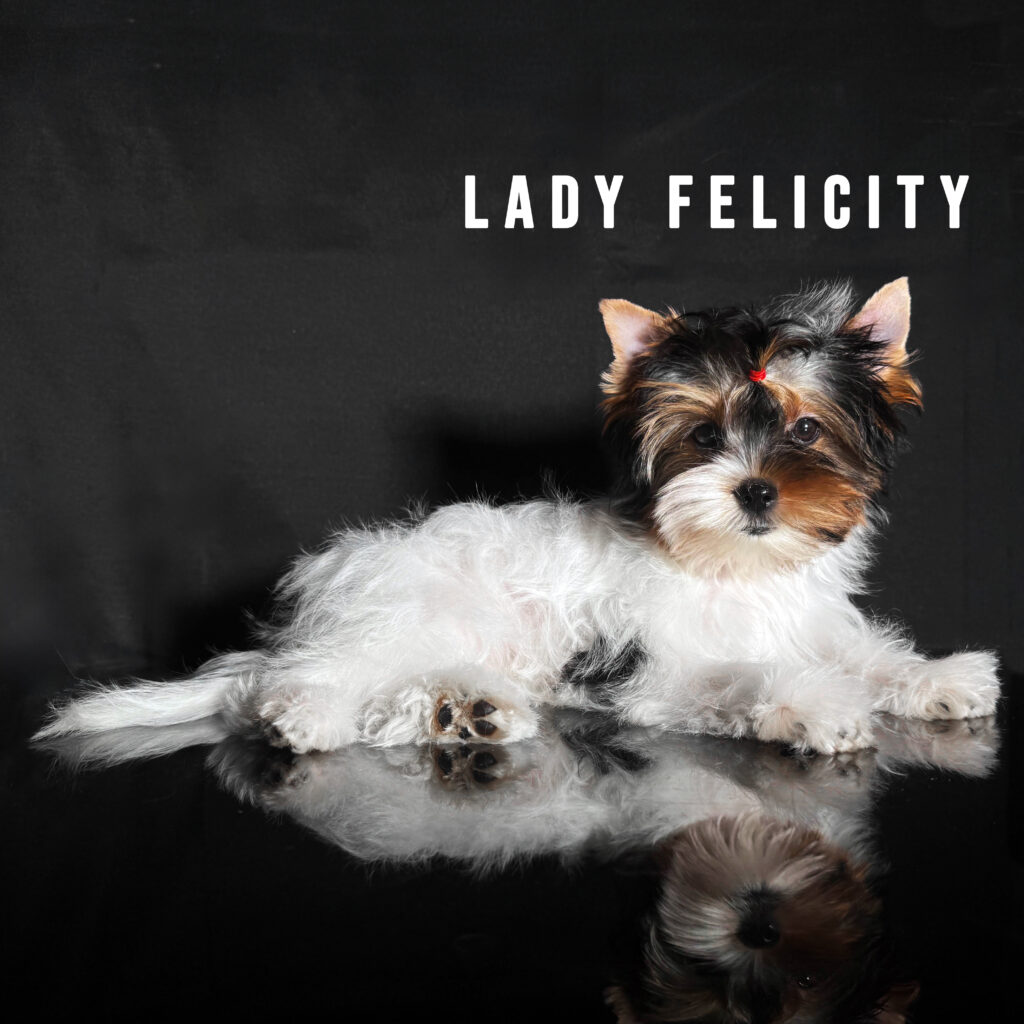 Biewer Terrier Puppy Girl Lady Felicity - Rocky Mountain Biewer Terriers